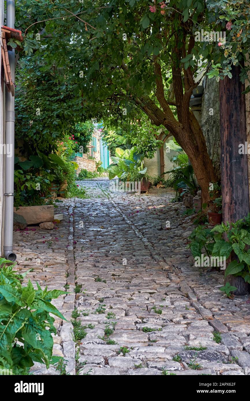 Cyprus tree lined road hi-res stock photography and images - Alamy