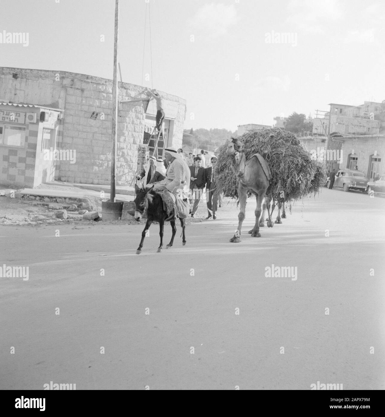 Donkeys and camels hi-res stock photography and images - Alamy