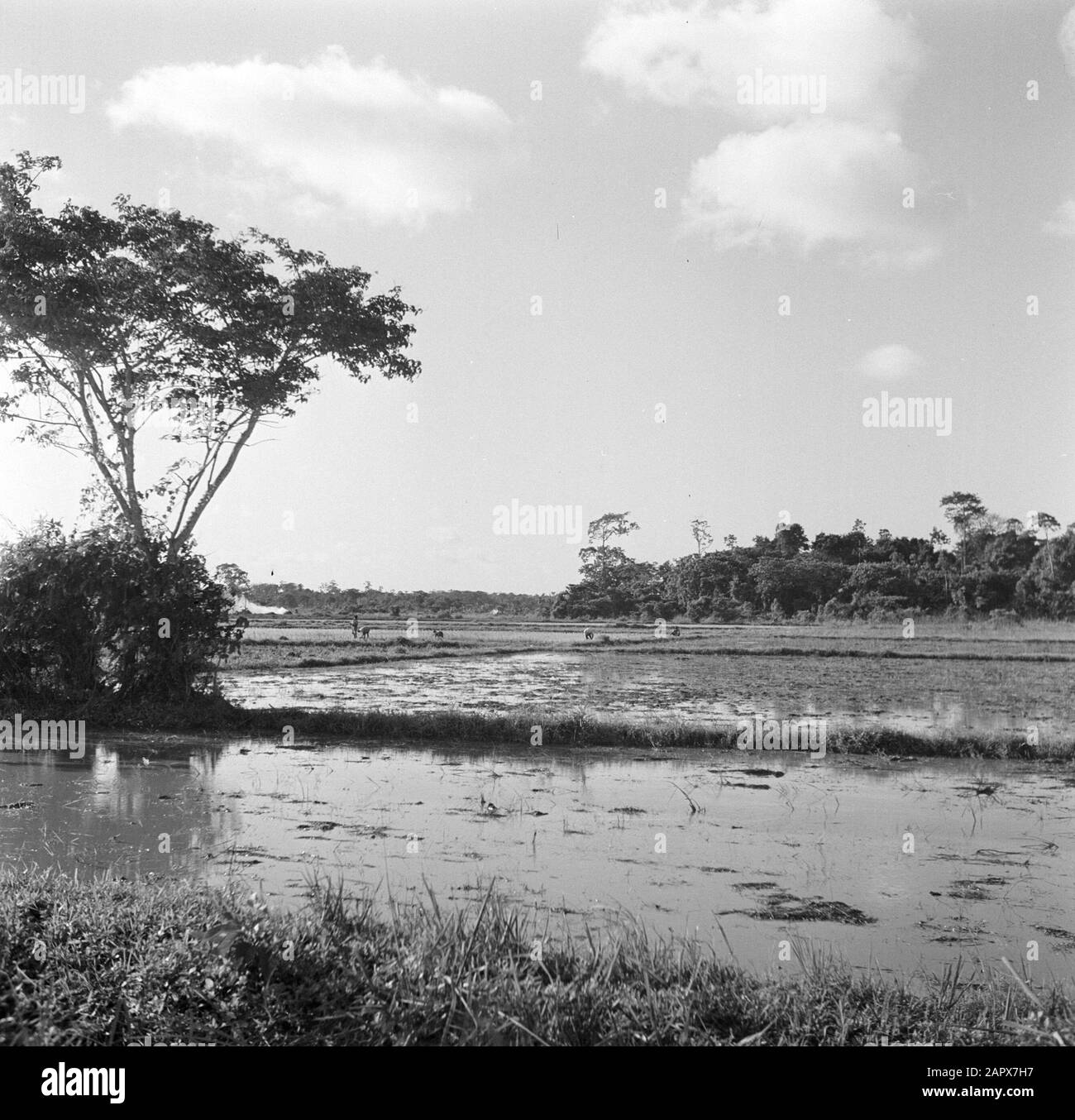 Travel to Suriname and the Netherlands Antilles Rice fields in Suriname ...