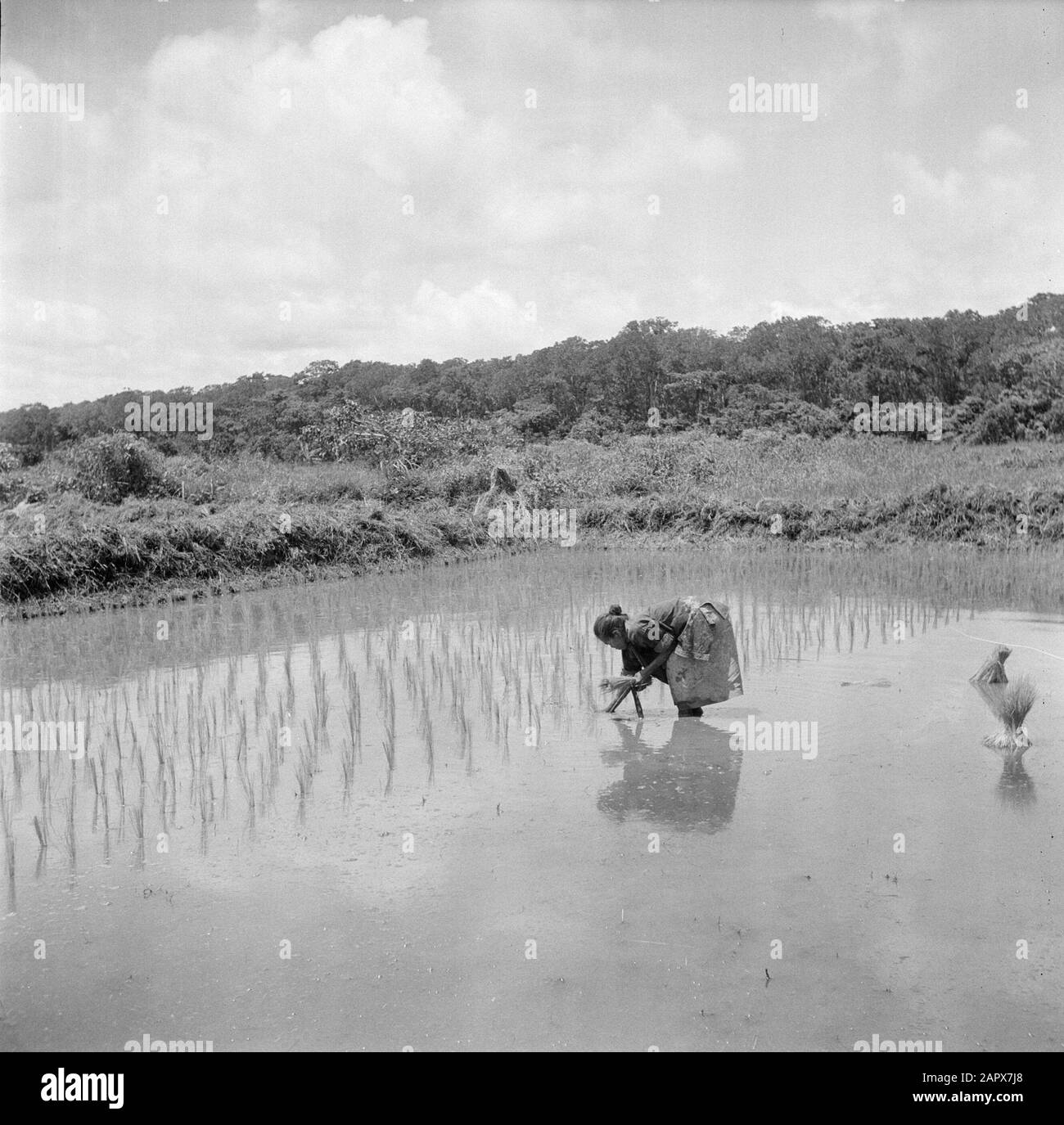 Travel to Suriname and the Netherlands Antilles Rice plant in the ...
