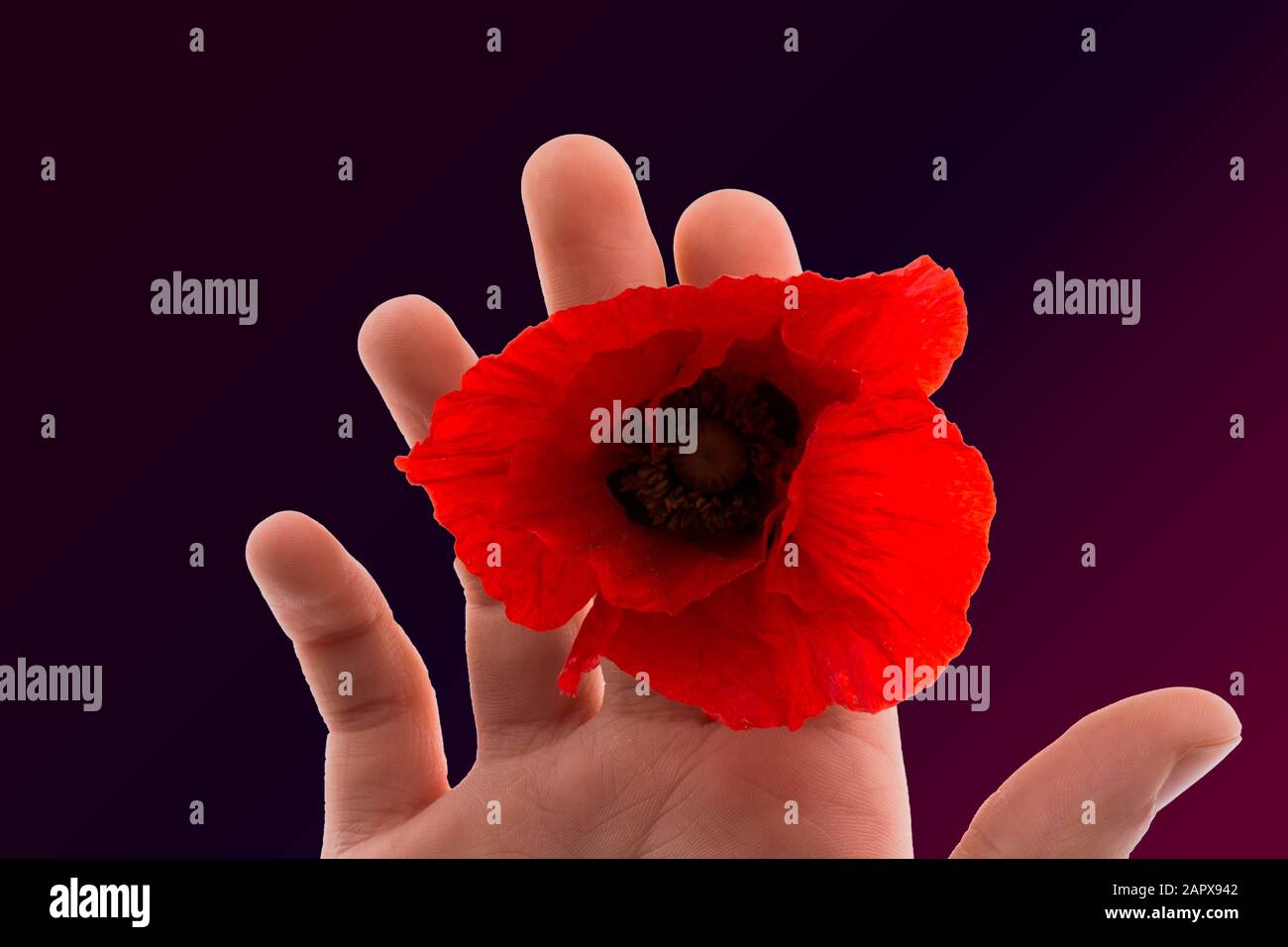 Hand holding a Red Poppy on a white background Stock Photo - Alamy