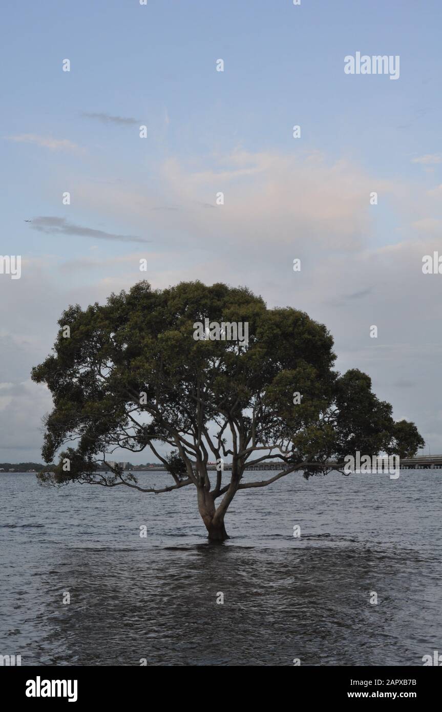 Tree leaves underwater hi-res stock photography and images - Alamy