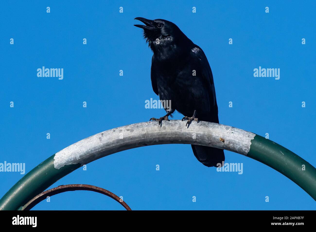 Fish crow vocalizing on lamp Stock Photo - Alamy