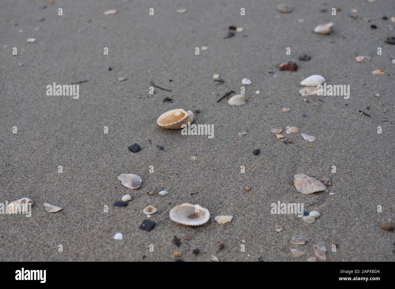 shells on the beach Stock Photo - Alamy
