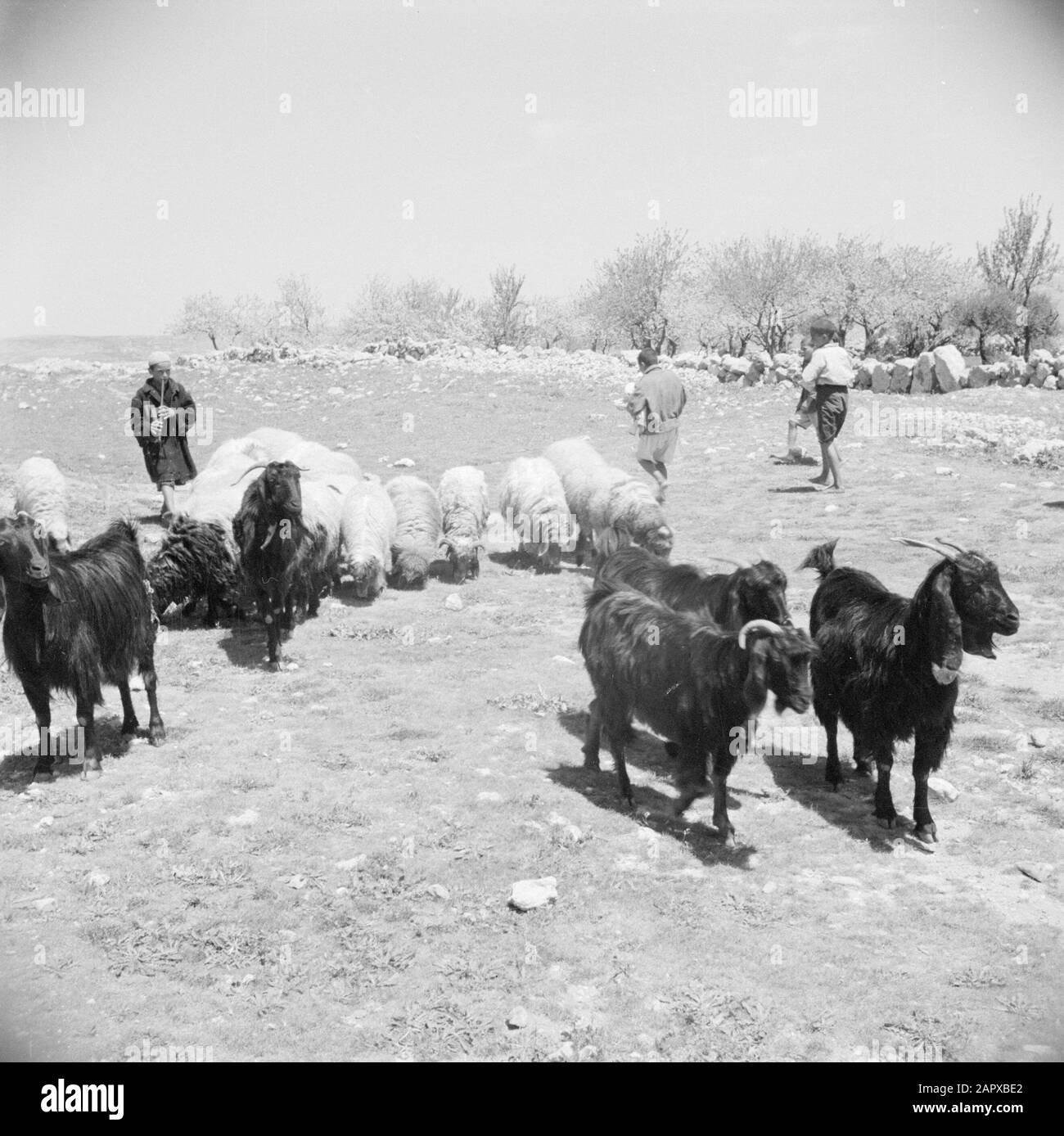 Middle East 1950-1955: Jordan Sheep outside Bethlehem Annotation: At ...