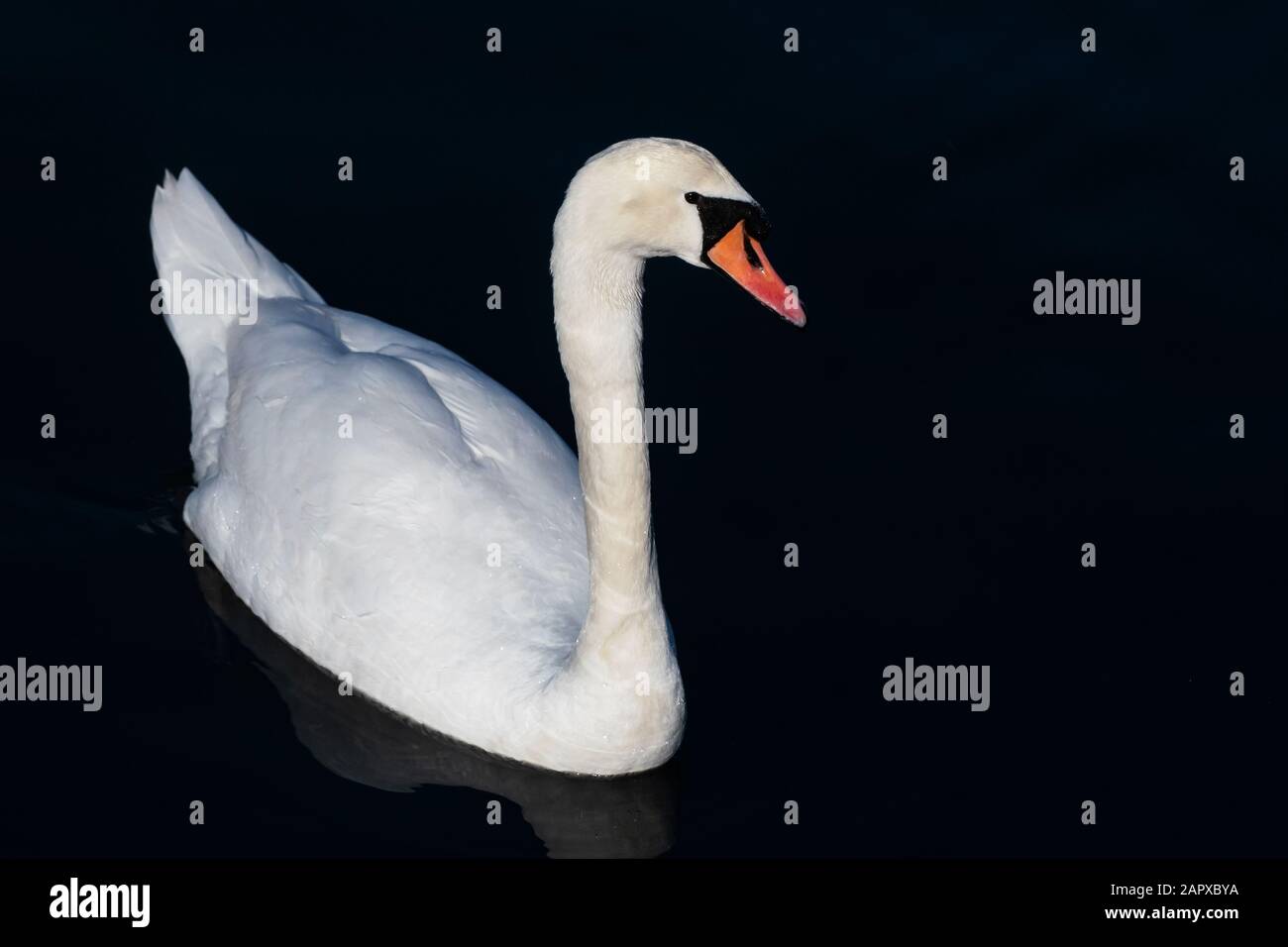 Swan swans swimming swim hi-res stock photography and images - Alamy