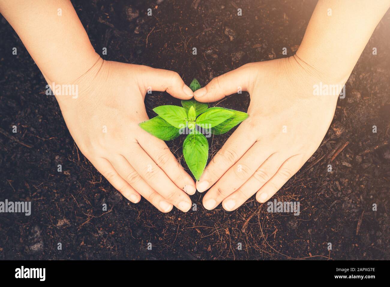 New life of young plant seedling grow in black soil. Gardening and ...