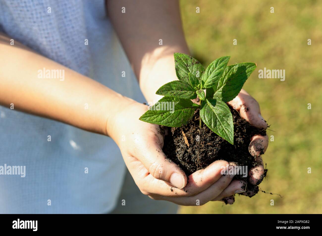 Young plant tree sprout in woman hand. Concept of farming and ...