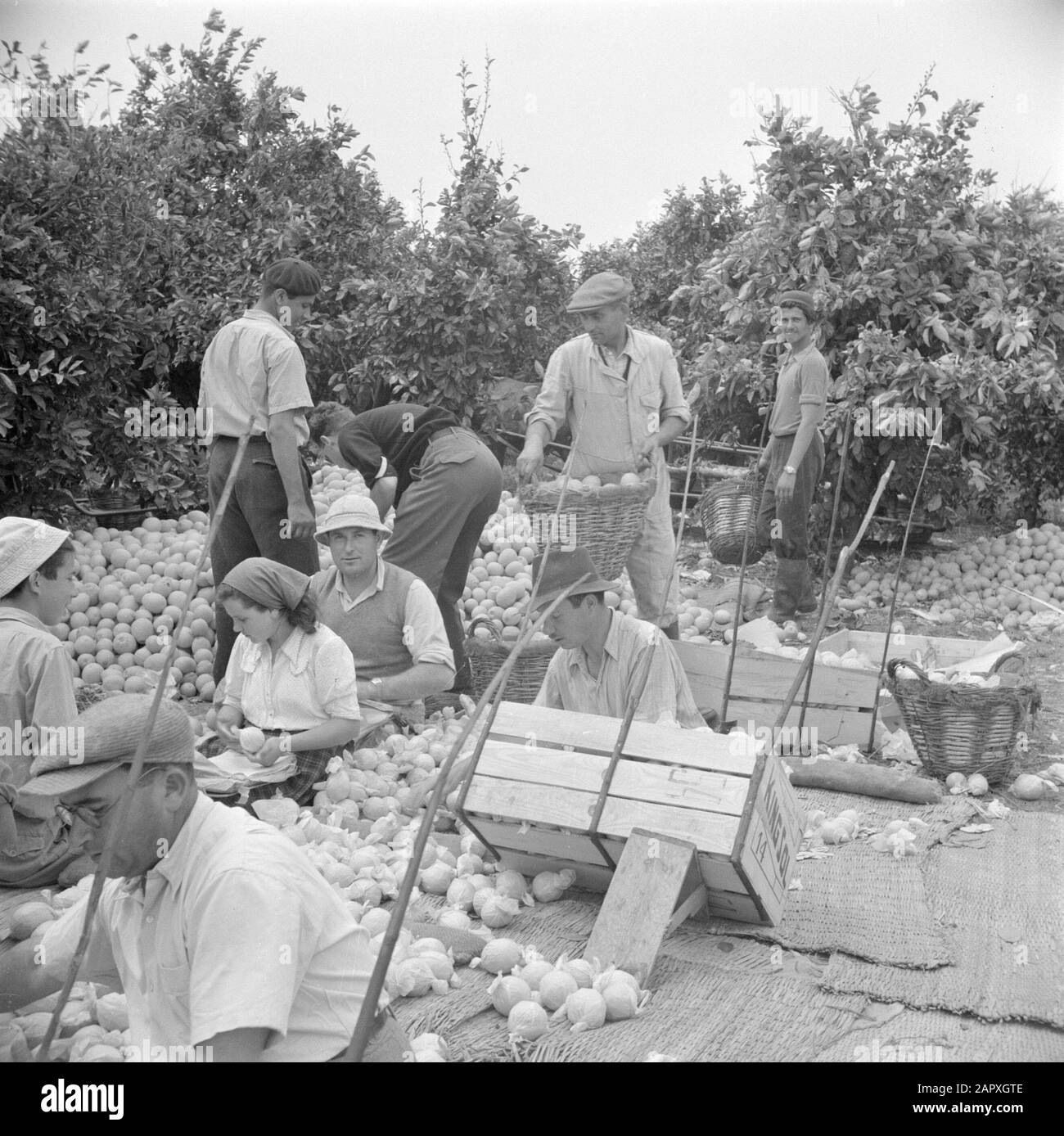 Israel 1948-1949:Pardes Sorting and packing of oranges in boxes with ...