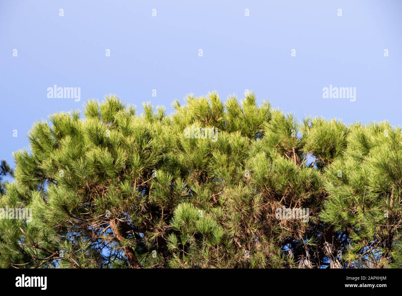 Top part of tree leaves with branches with sky view Stock Photo - Alamy