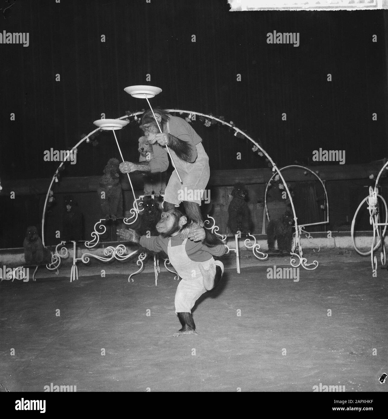 Rehearsal at Circus Strassburger in Carre, on a paw Ille and Jean Hoppe ...