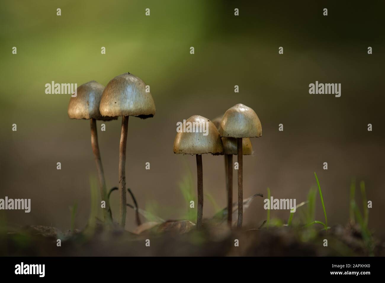 Silver mushrooms hi-res stock photography and images - Alamy