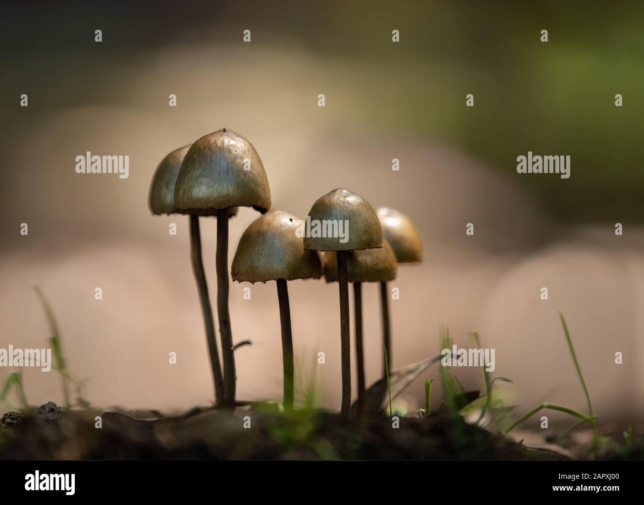 Colour beautiful fungi hi-res stock photography and images - Alamy