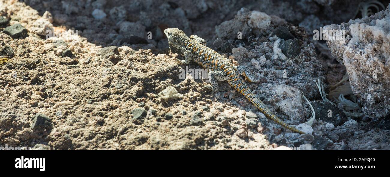 Fabian's Lizard on salt crystals at Salar de Atacama Chile Stock Photo ...
