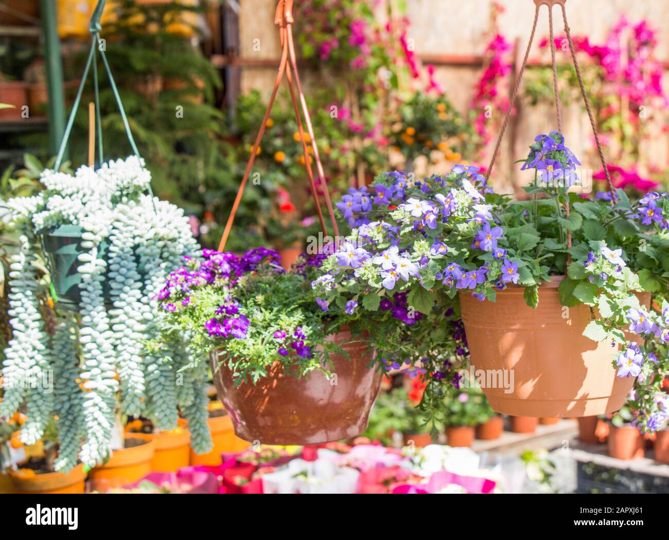 Beautiful colorful natural spring flowers in flower pot Stock Photo - Alamy