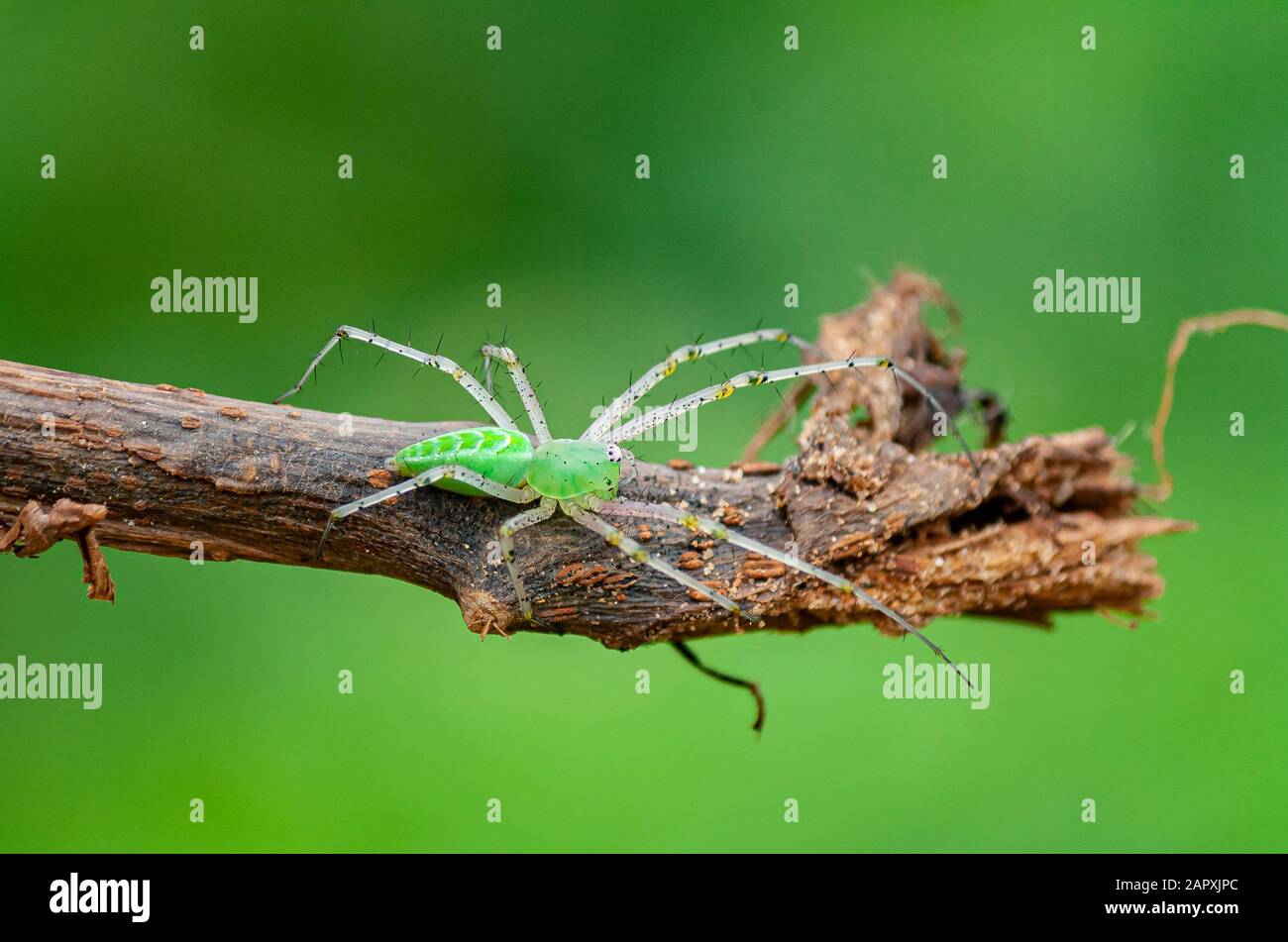 Spider,green lynx spider crawling over a plant Stock Photo - Alamy
