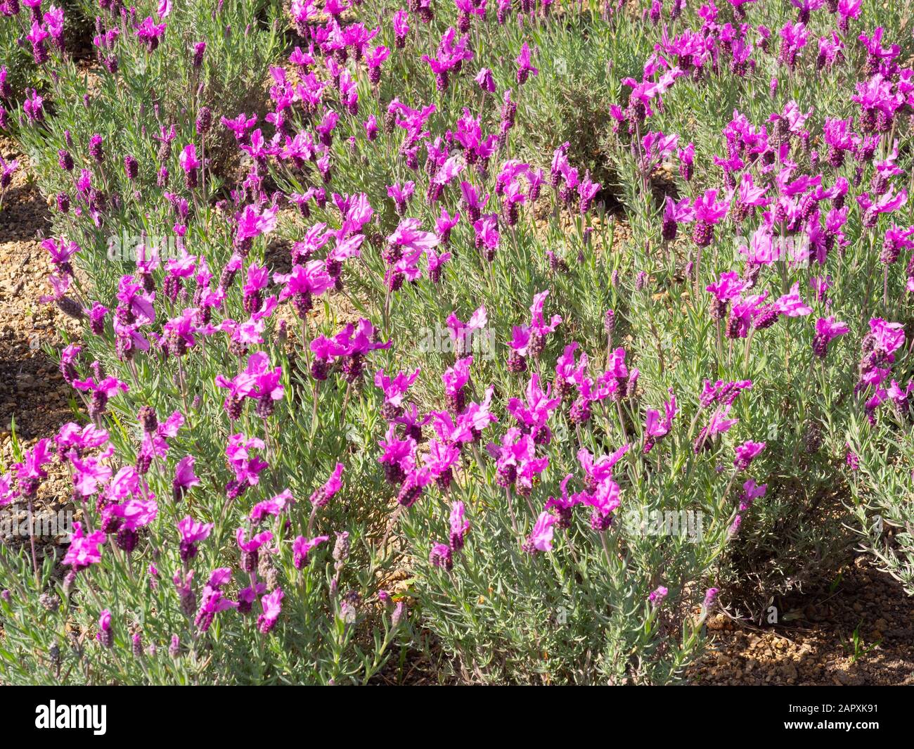 Purple is the colour hi-res stock photography and images - Alamy