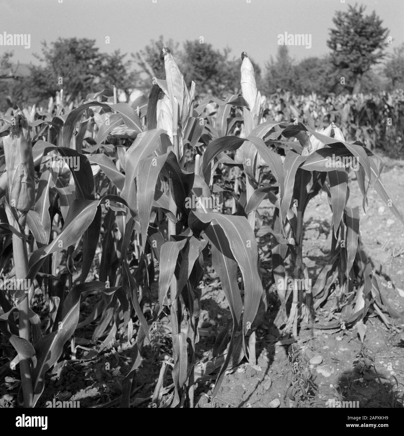 Mature maize plants in the field Date: January 1, 1964 Location: Israel ...