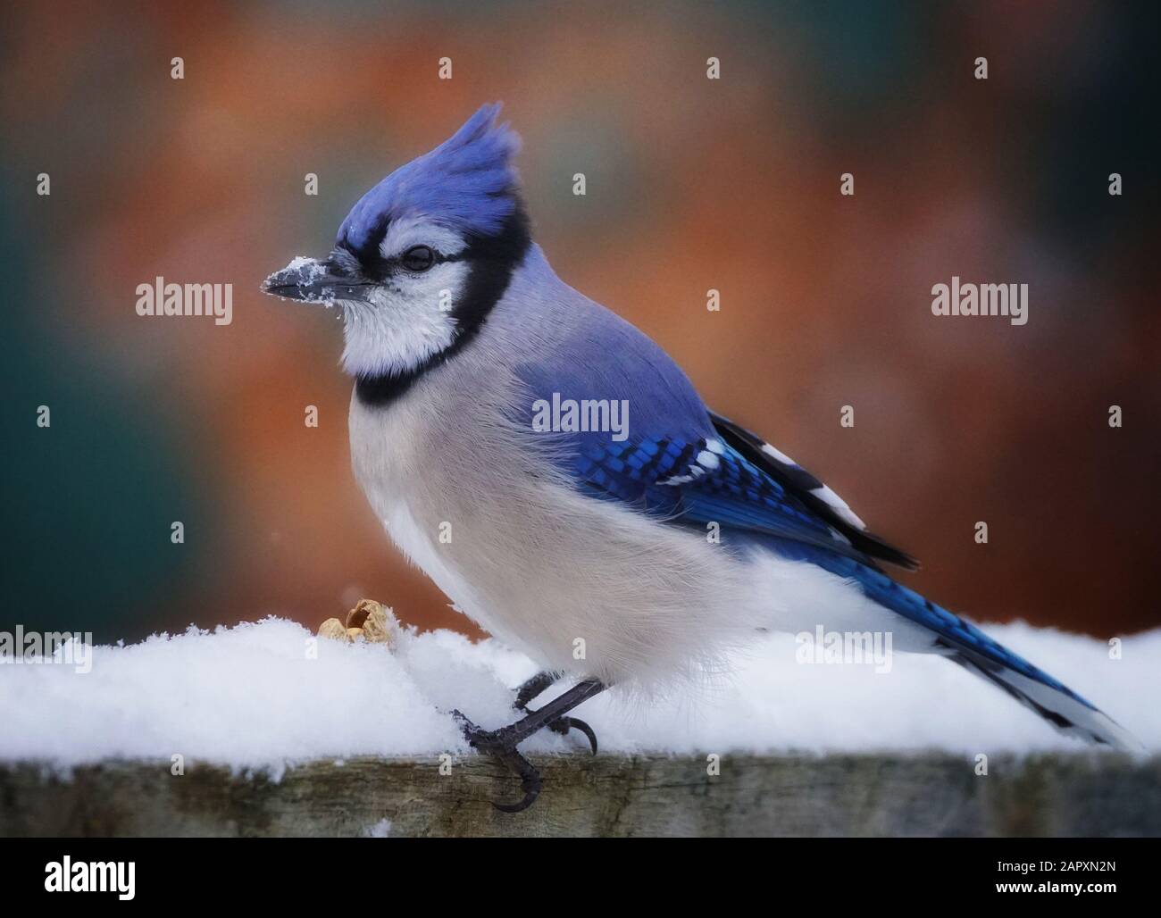 Jay with an attitude hi-res stock photography and images - Alamy