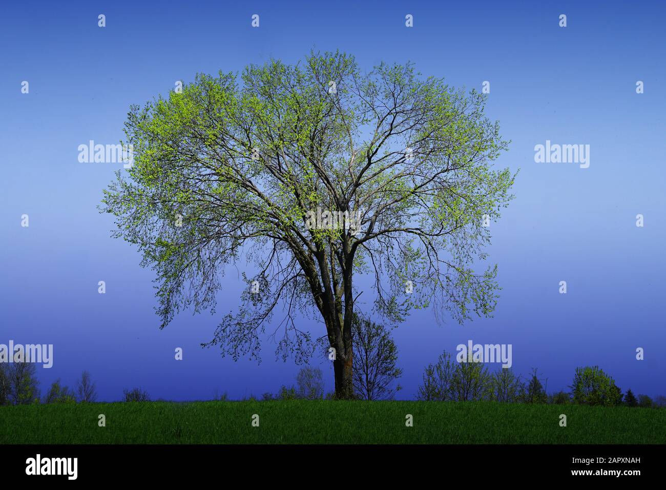 American elm tree hi-res stock photography and images - Alamy