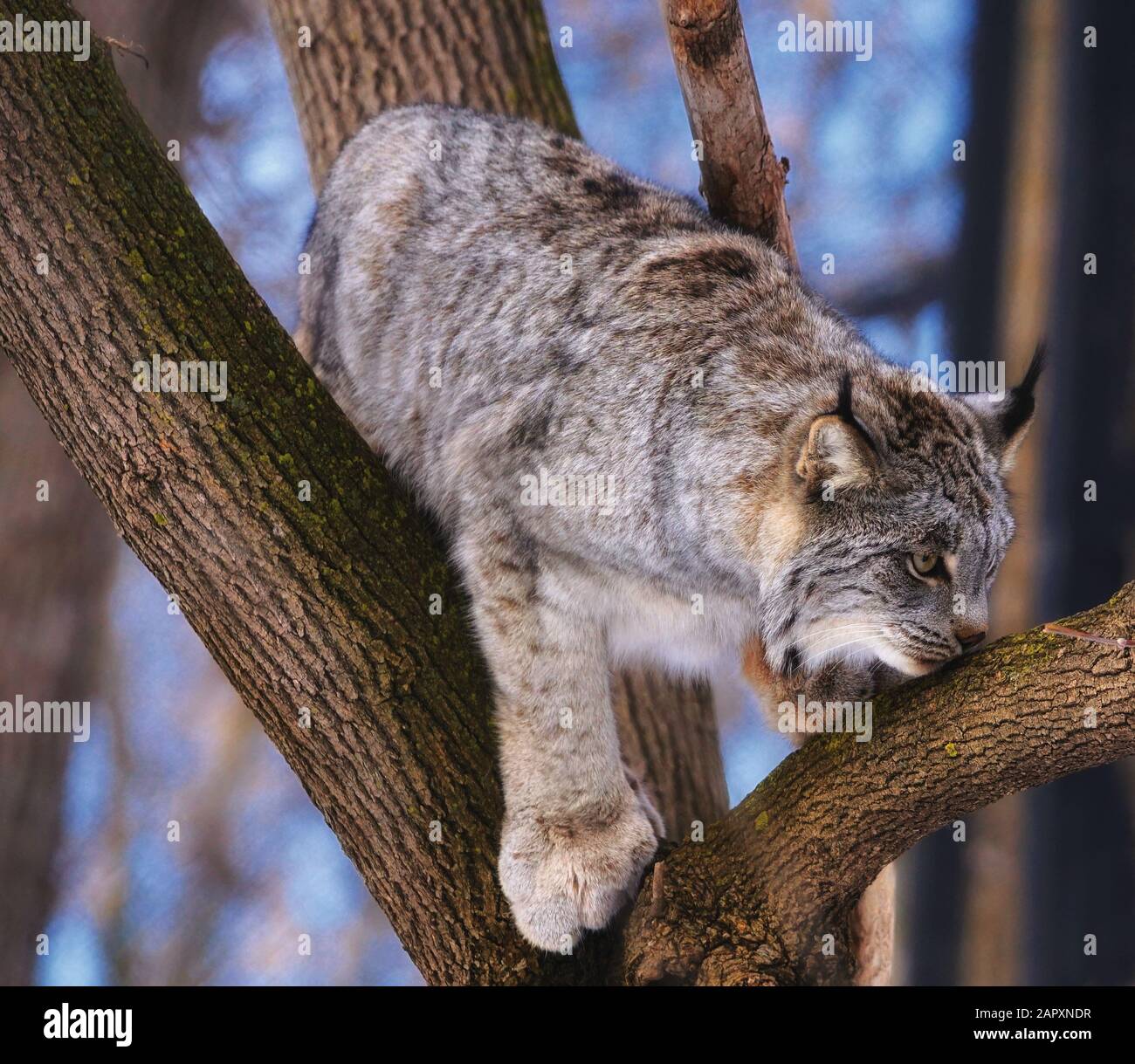 Lynx ears hi-res stock photography and images - Alamy
