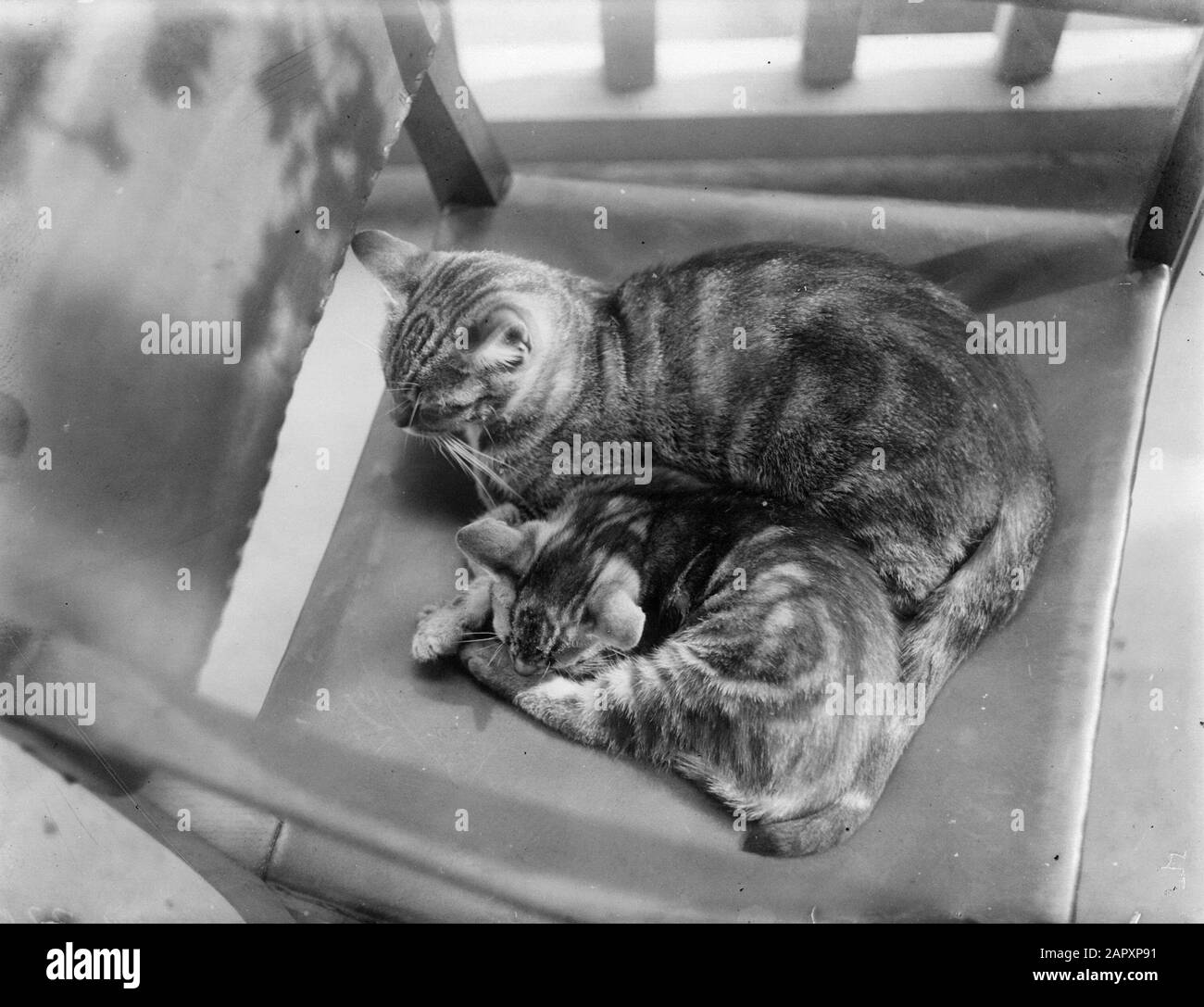 Seating cat Black and White Stock Photos & Images - Alamy