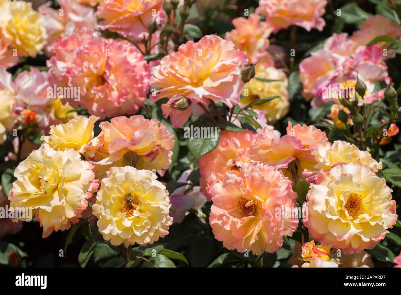 Blooming beautiful colorful roses in the garden background Stock Photo ...