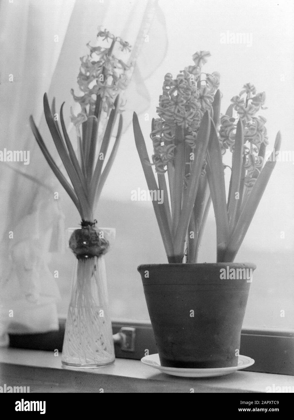 Window sill with a glass with a hyacinth and a jar with three hyacinths ...
