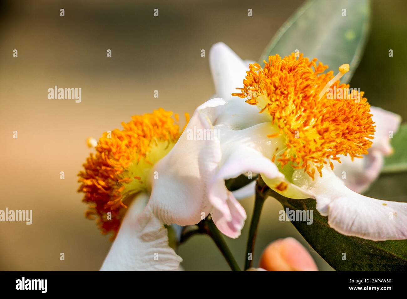 Mesua ferrea, Ceylon ironwood, Indian rose chestnut, cobra saffron ...