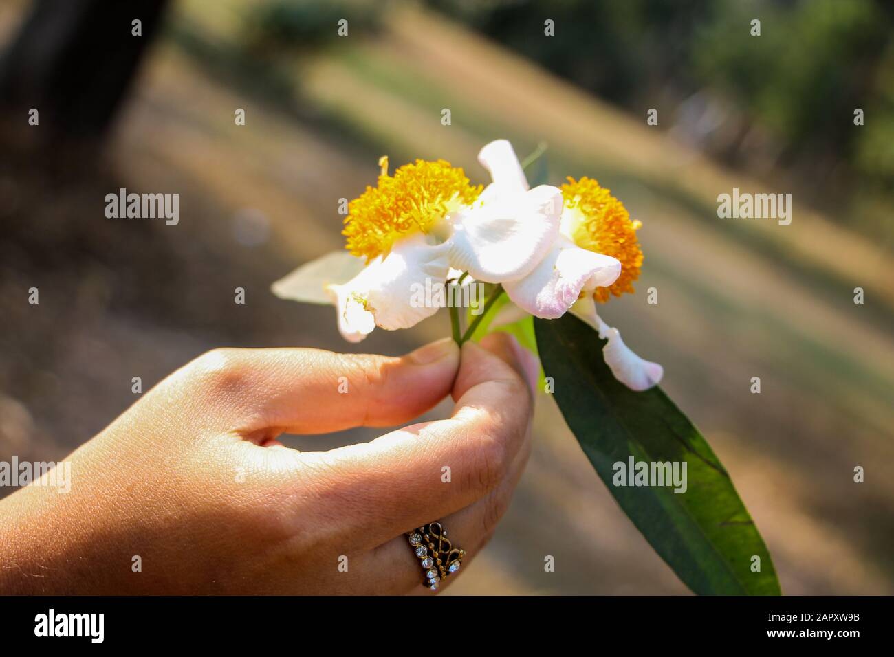 Ceylon ironwood tree hi-res stock photography and images - Alamy