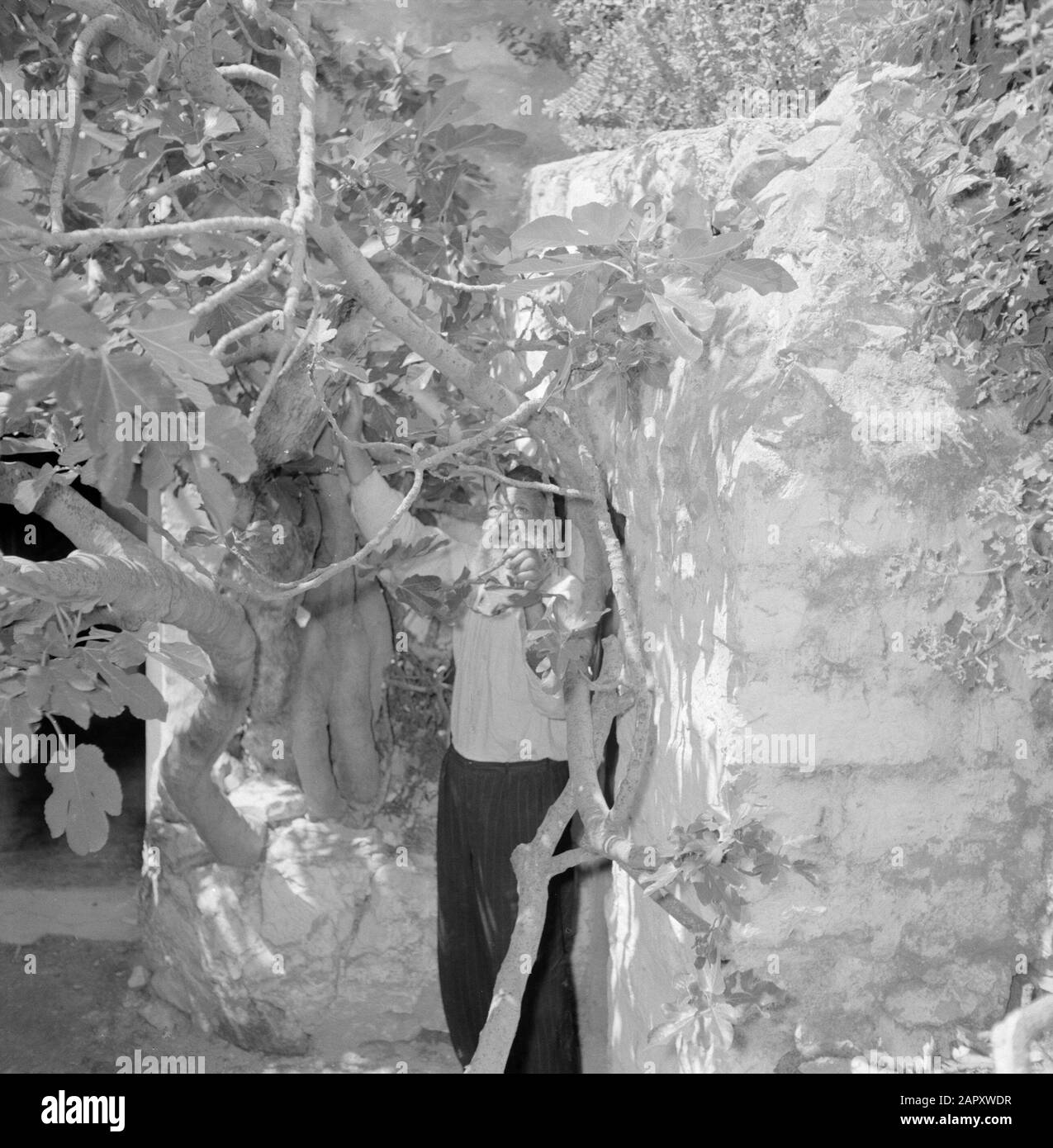 Fig tree near a house Date: January 1, 1964 Location: Israel Keywords ...