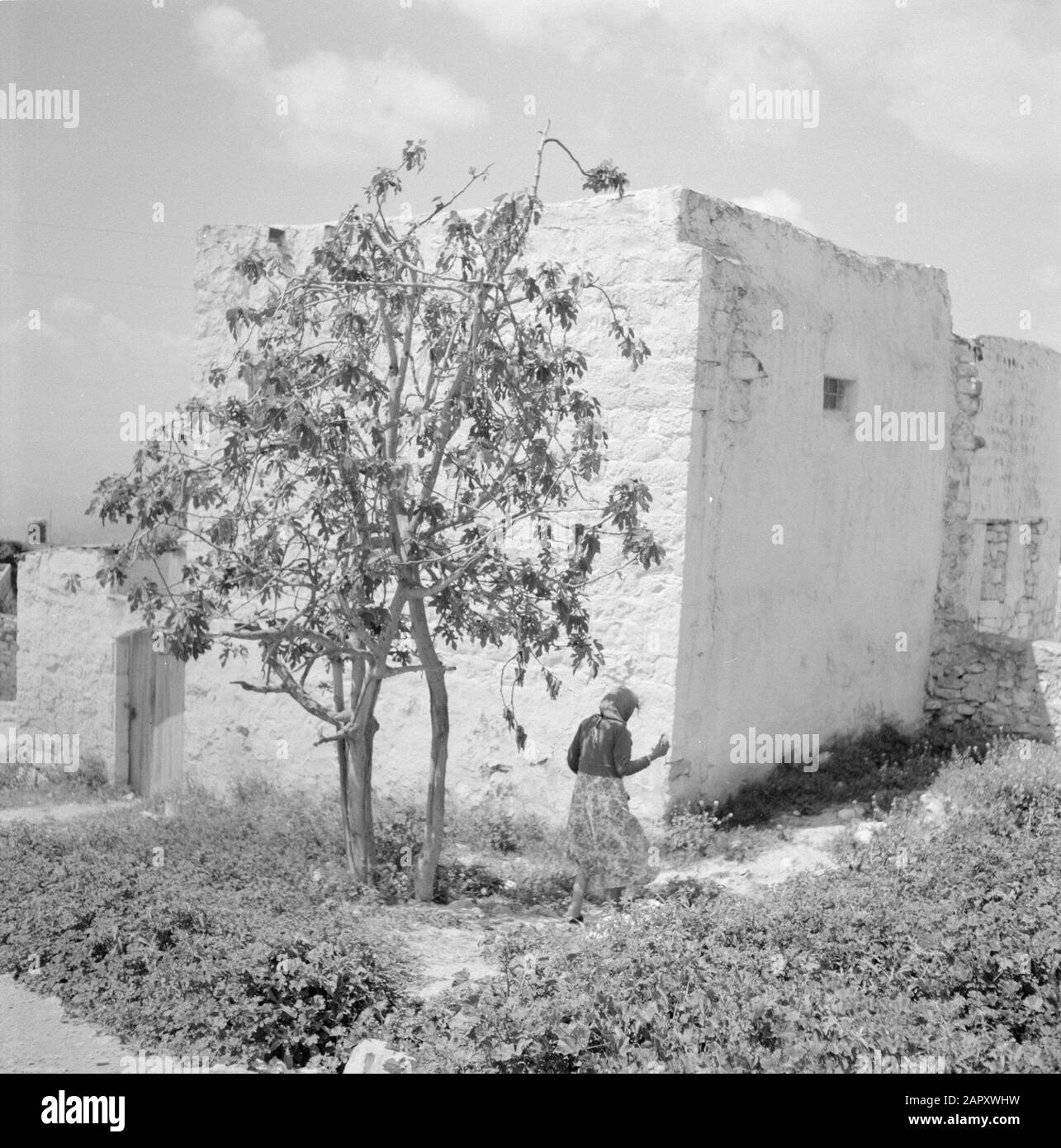 Fig trees israel hi-res stock photography and images - Alamy