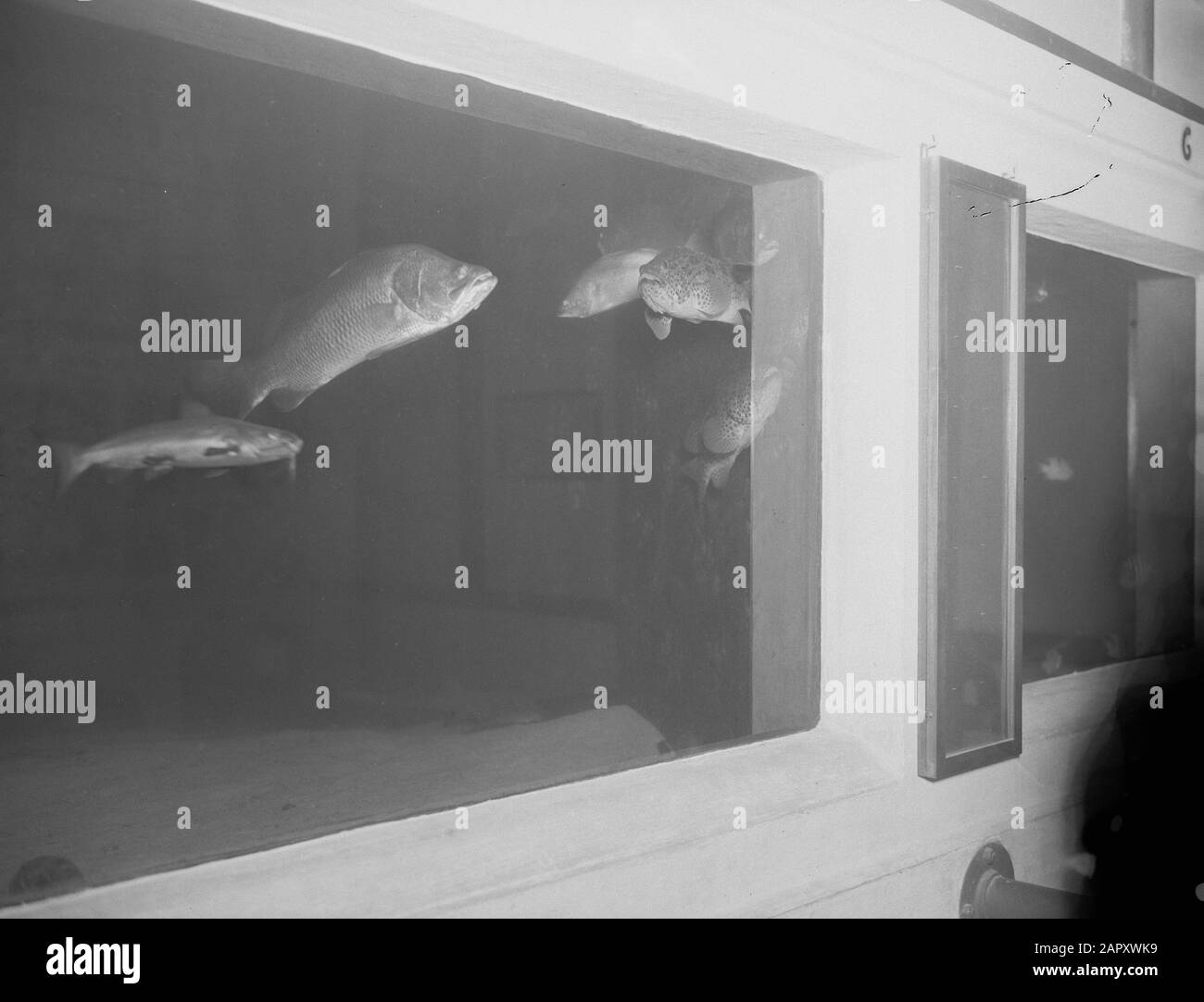 Nature and aquarium for W. Brigade Fishing in an aquarium Date: 1948 ...