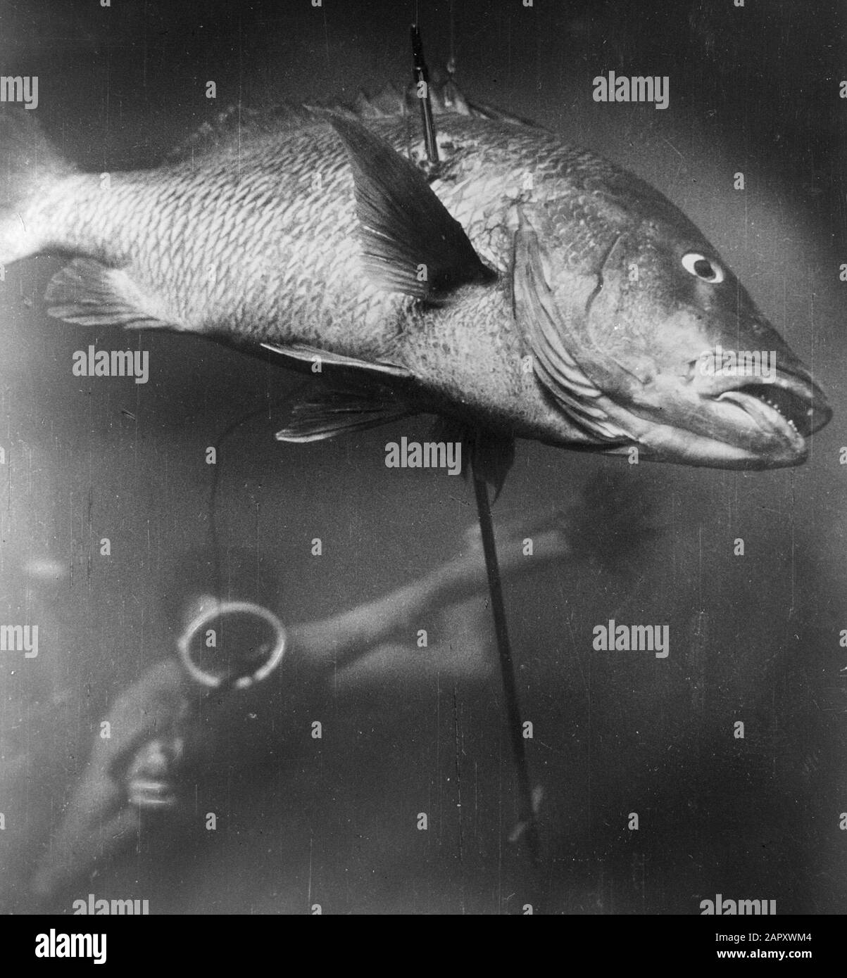 Netherlands Antilles and Suriname at the time of the royal visit of ...