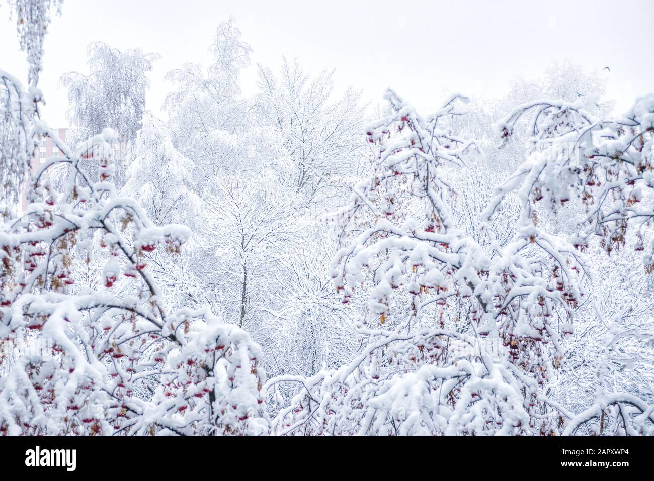 Trees in a winter park covered with white fluffy snow Stock Photo - Alamy