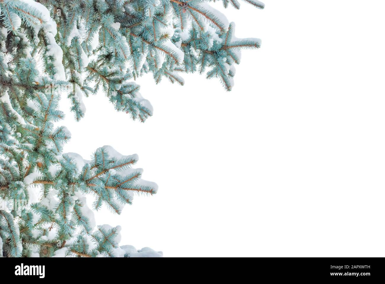 Winter branches of blue spruce covered with white fluffy snow isolated on a white background ...