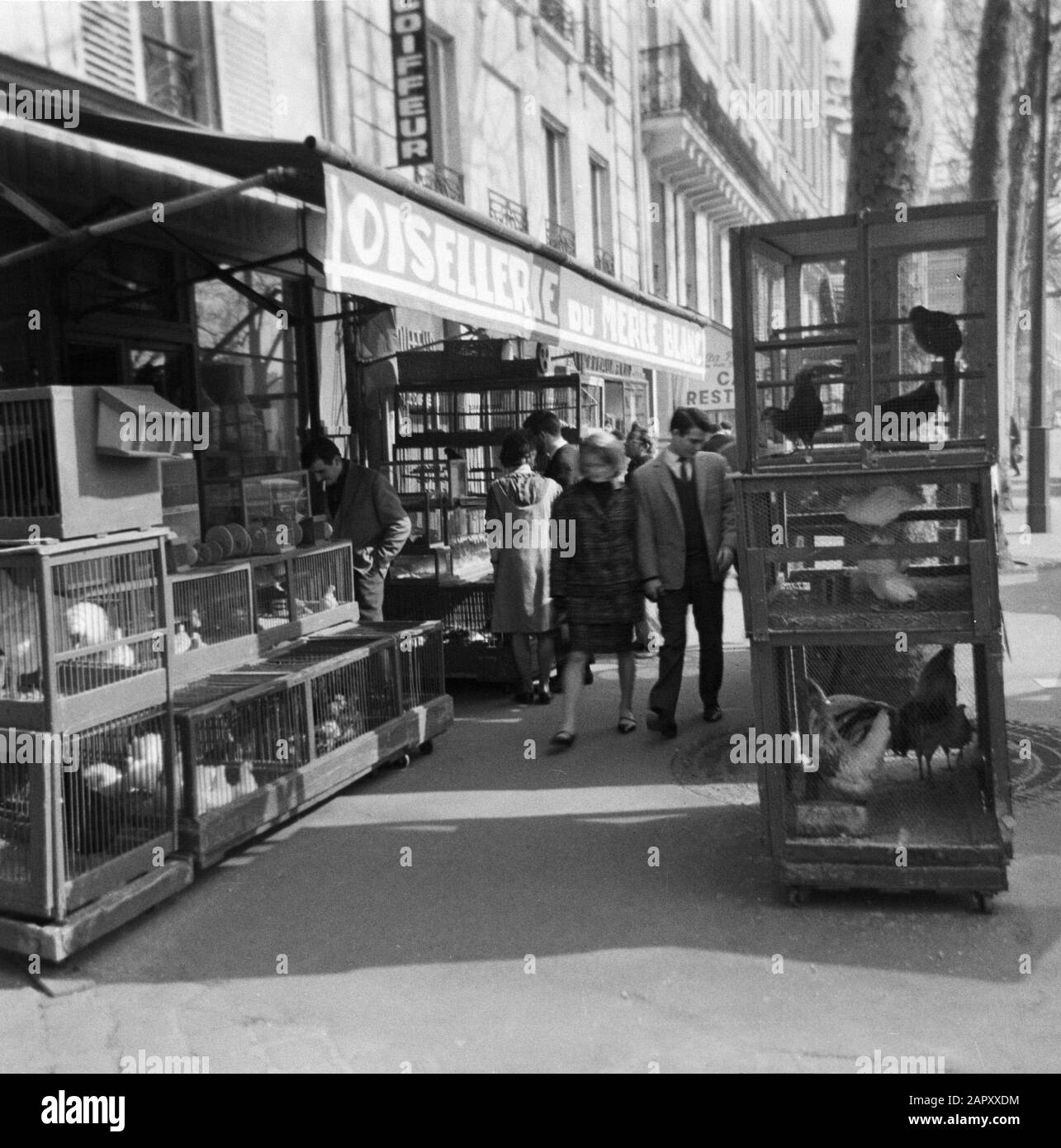 Images birds hi-res stock photography and images - Alamy