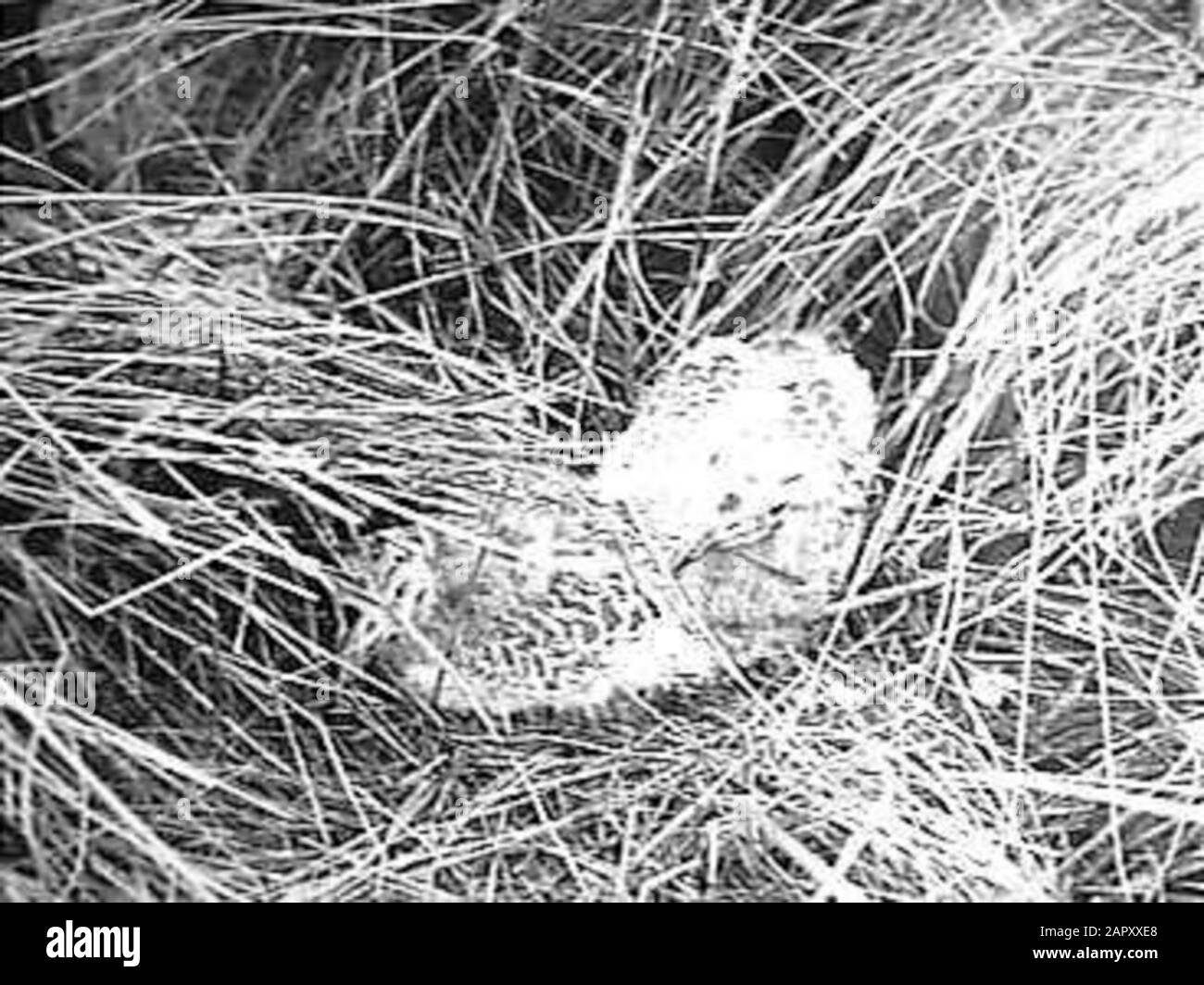 Missing birds Black and White Stock Photos & Images - Alamy