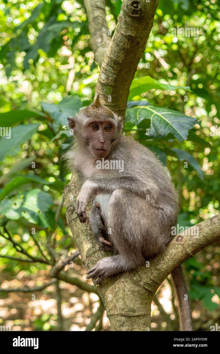 Flock of monkeys hi-res stock photography and images - Alamy
