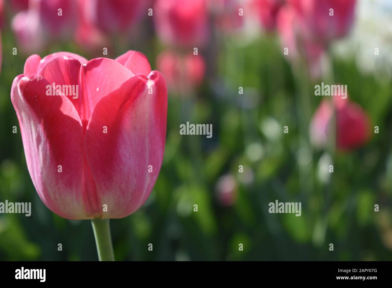 Singe tulip hi-res stock photography and images - Alamy