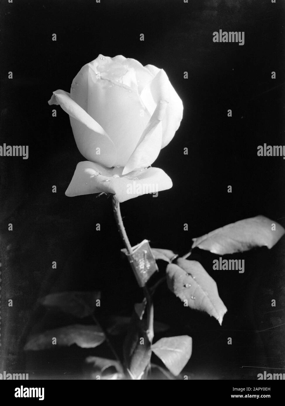 Advertising photography Water drops on a not yet fully opened white ...