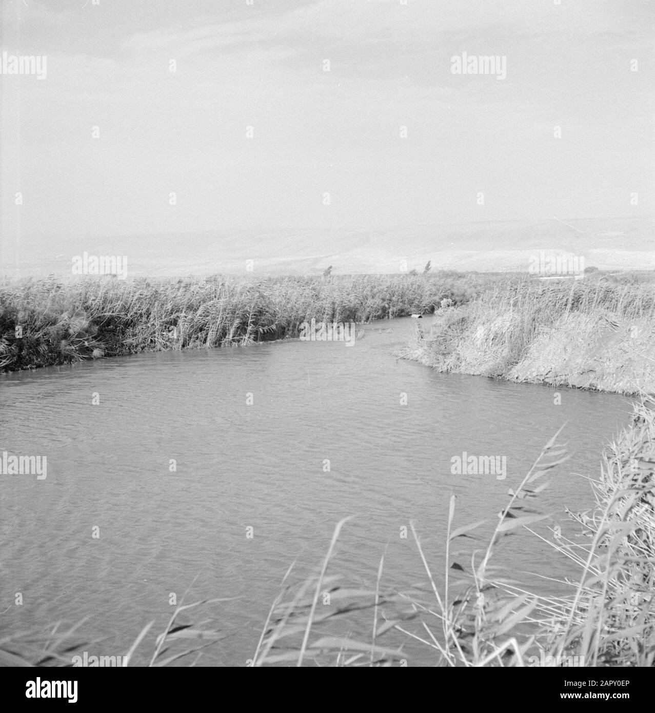 Reed collars hi-res stock photography and images - Alamy