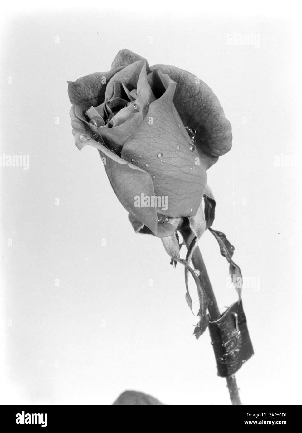 Rose aesthetic photo Black and White Stock Photos & Images - Alamy