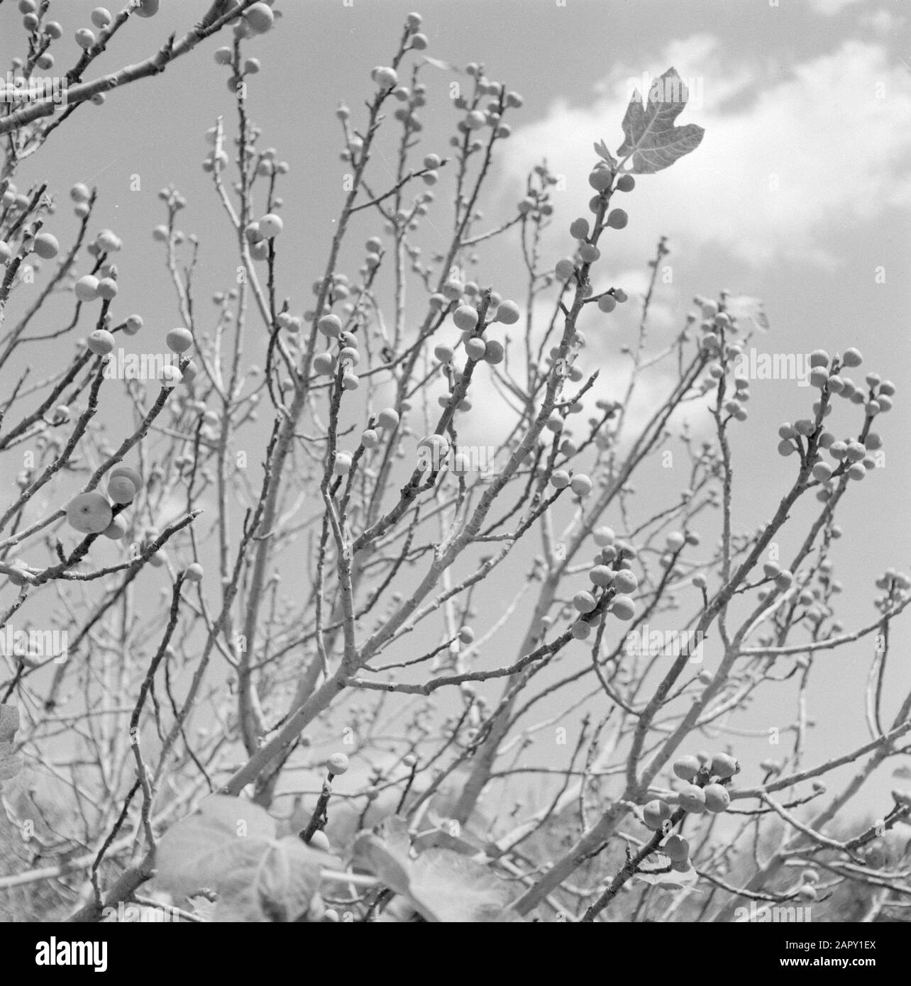 Wild fig tree with fruits Date: January 1, 1964 Location: Israel ...