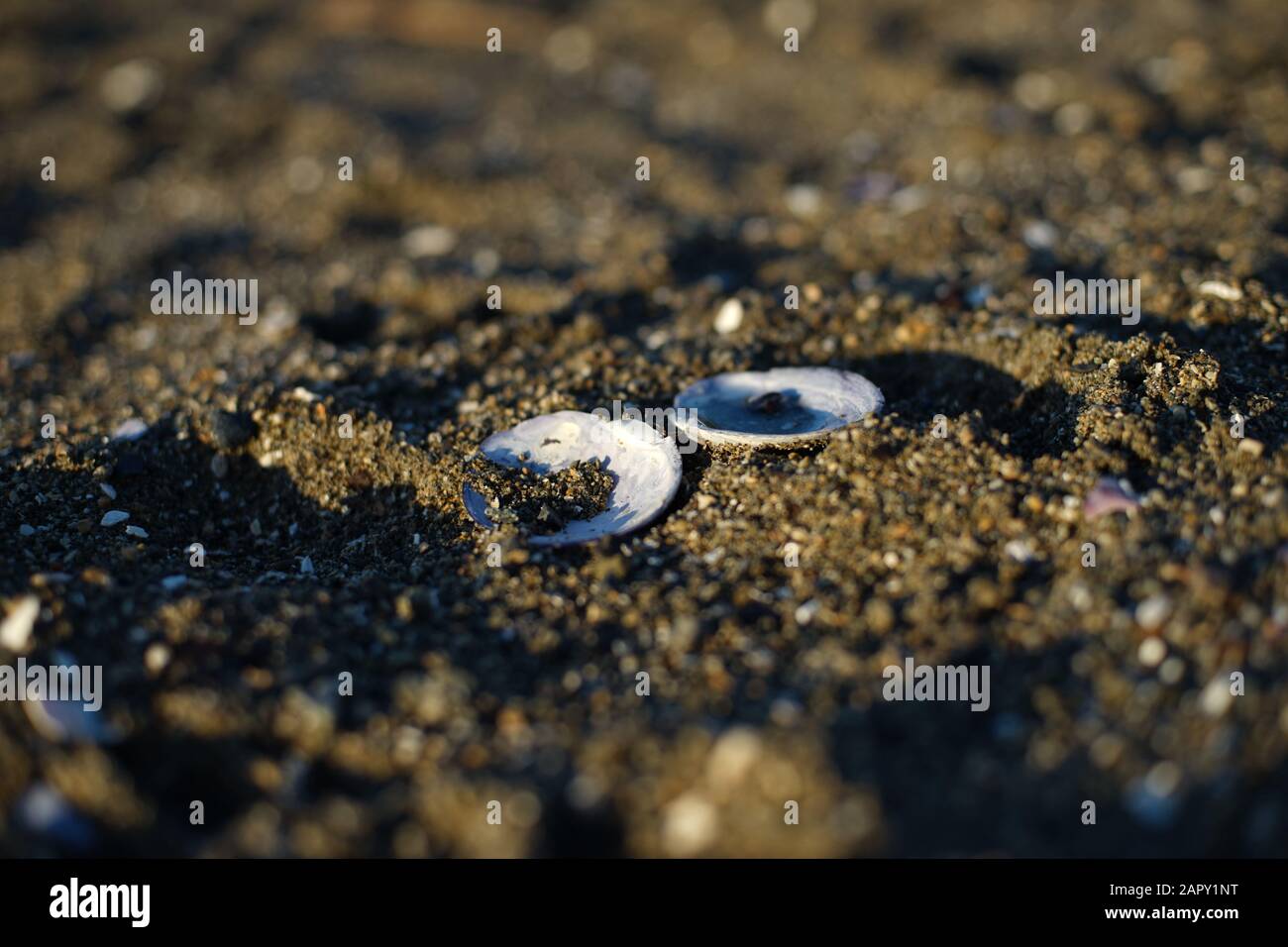 Closeup on sea shell Stock Photo - Alamy