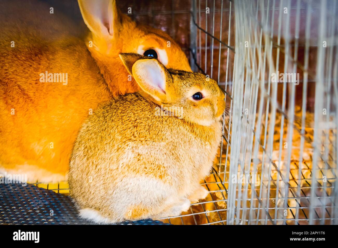 Rabit cage hi-res stock photography and images - Alamy