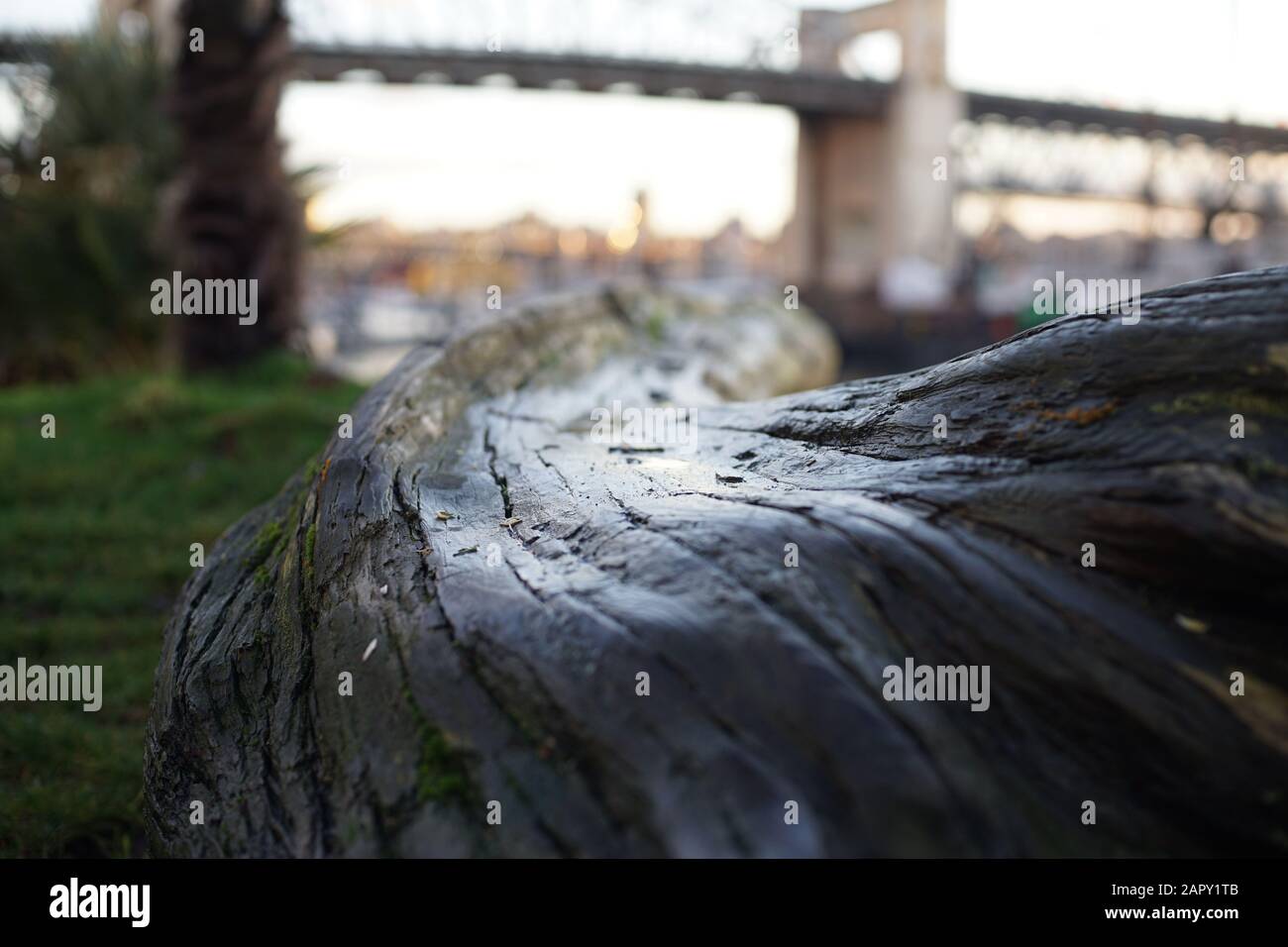 Dogs view hi-res stock photography and images - Alamy