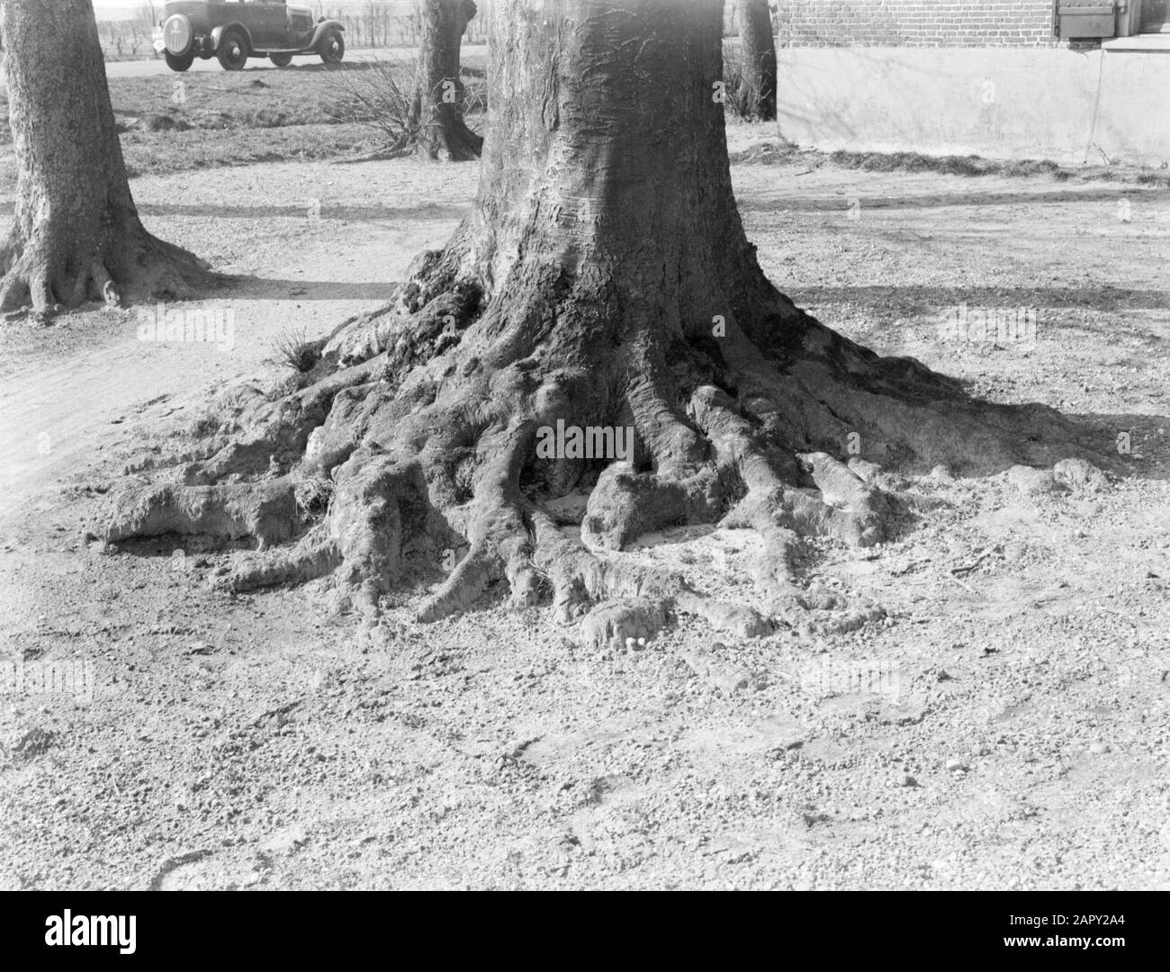 Nature Roots of a tree Date: 1933 Keywords: trees, knotty foot Stock ...