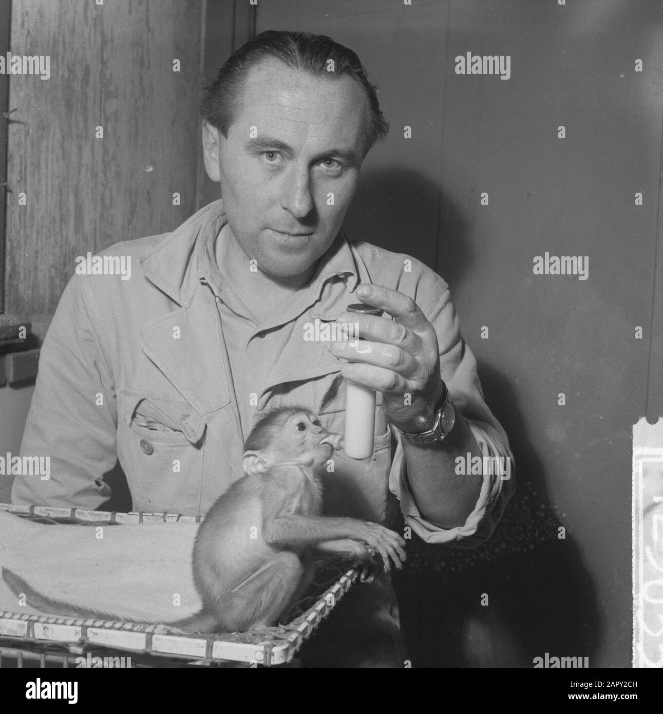 Mangabay hi-res stock photography and images - Alamy