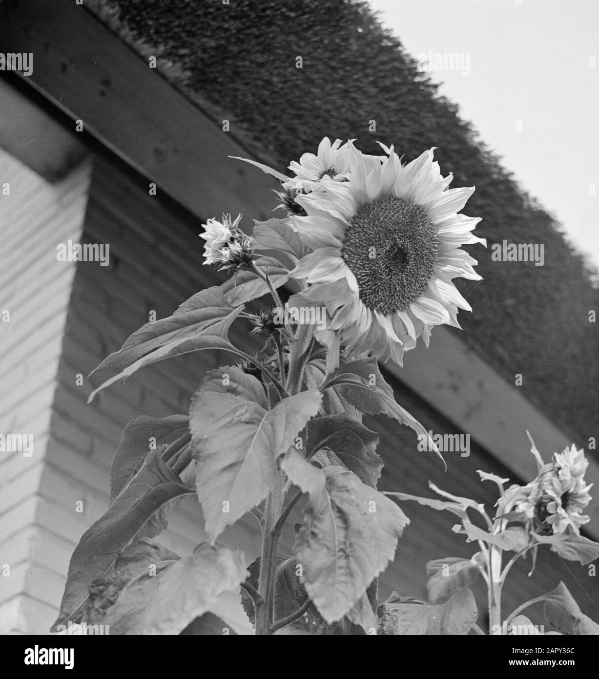 Nature Sunflower Date: undated Keywords: sunflowers Stock Photo - Alamy